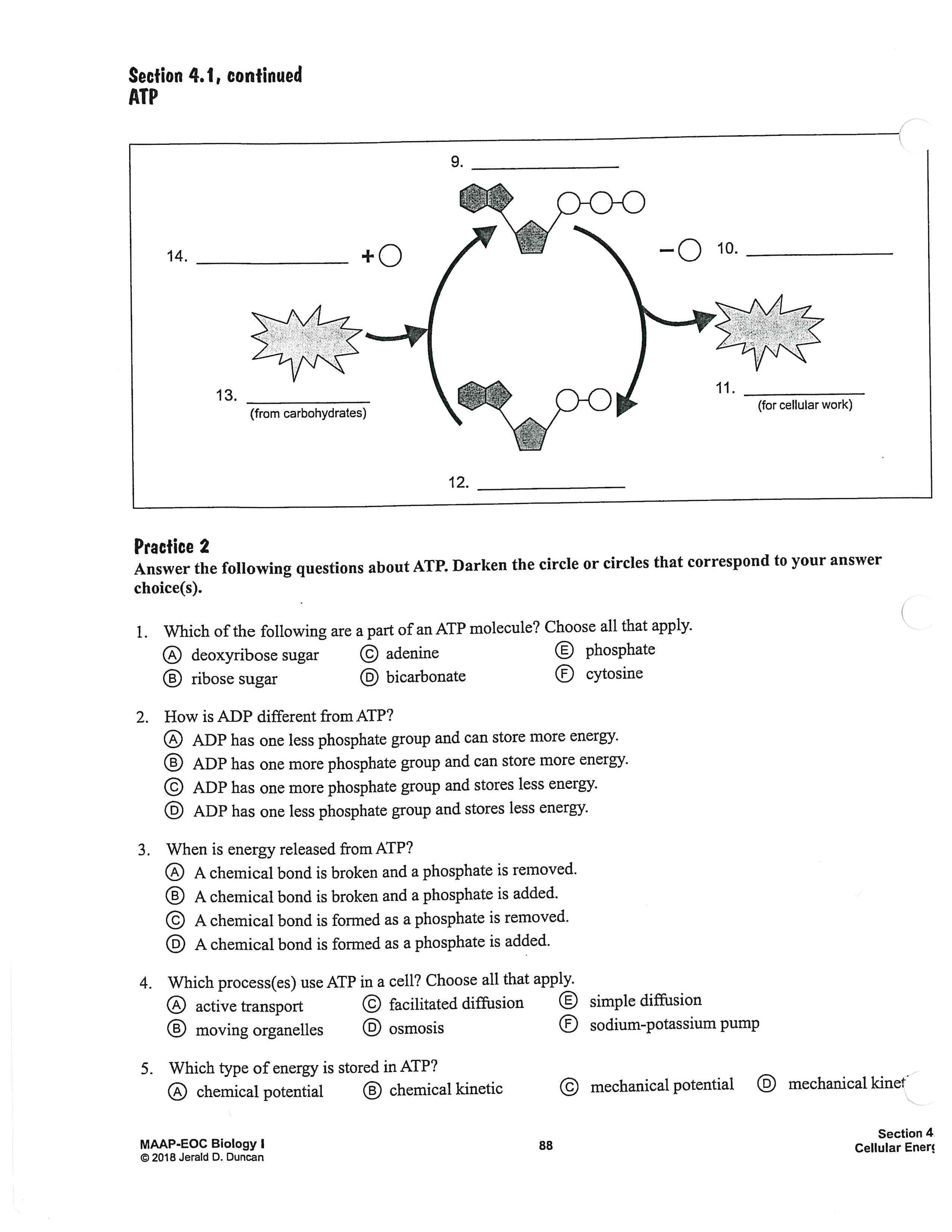 ATP and Cellular Respiration - Matthew Guntharp | Library | Formative