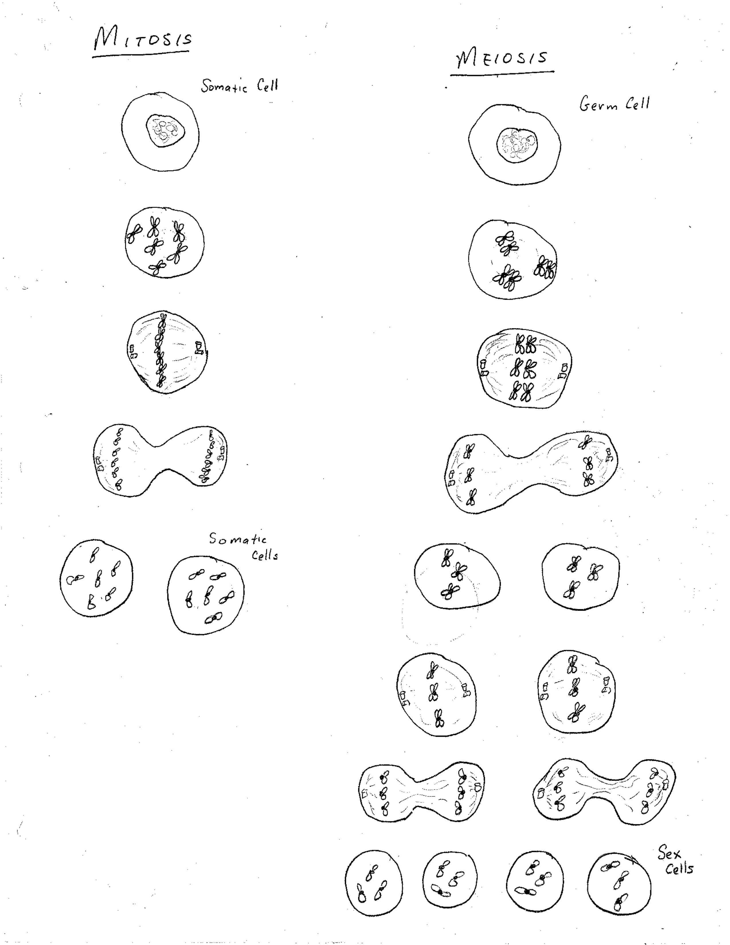 Meiosis Coloring Worksheet Meiosis Coloring Worksheet