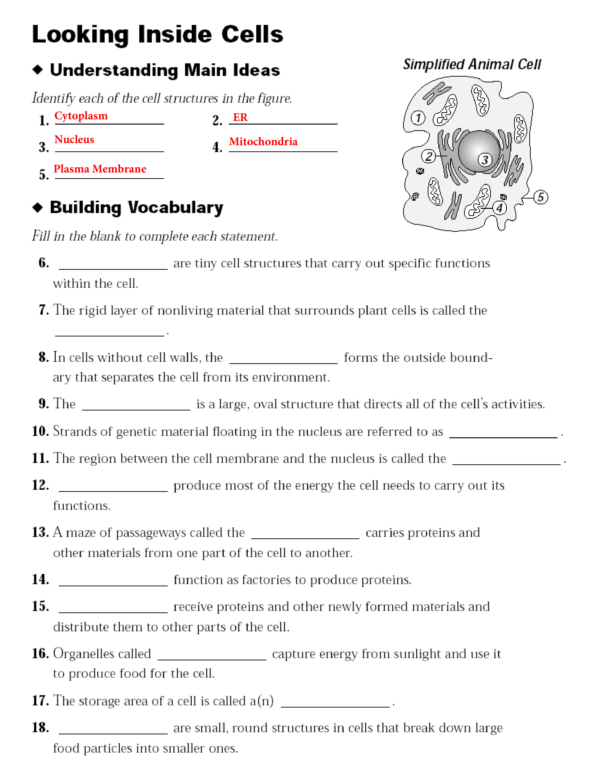 Looking Inside Cells Fill In - Katelyn Owens | Library | Formative