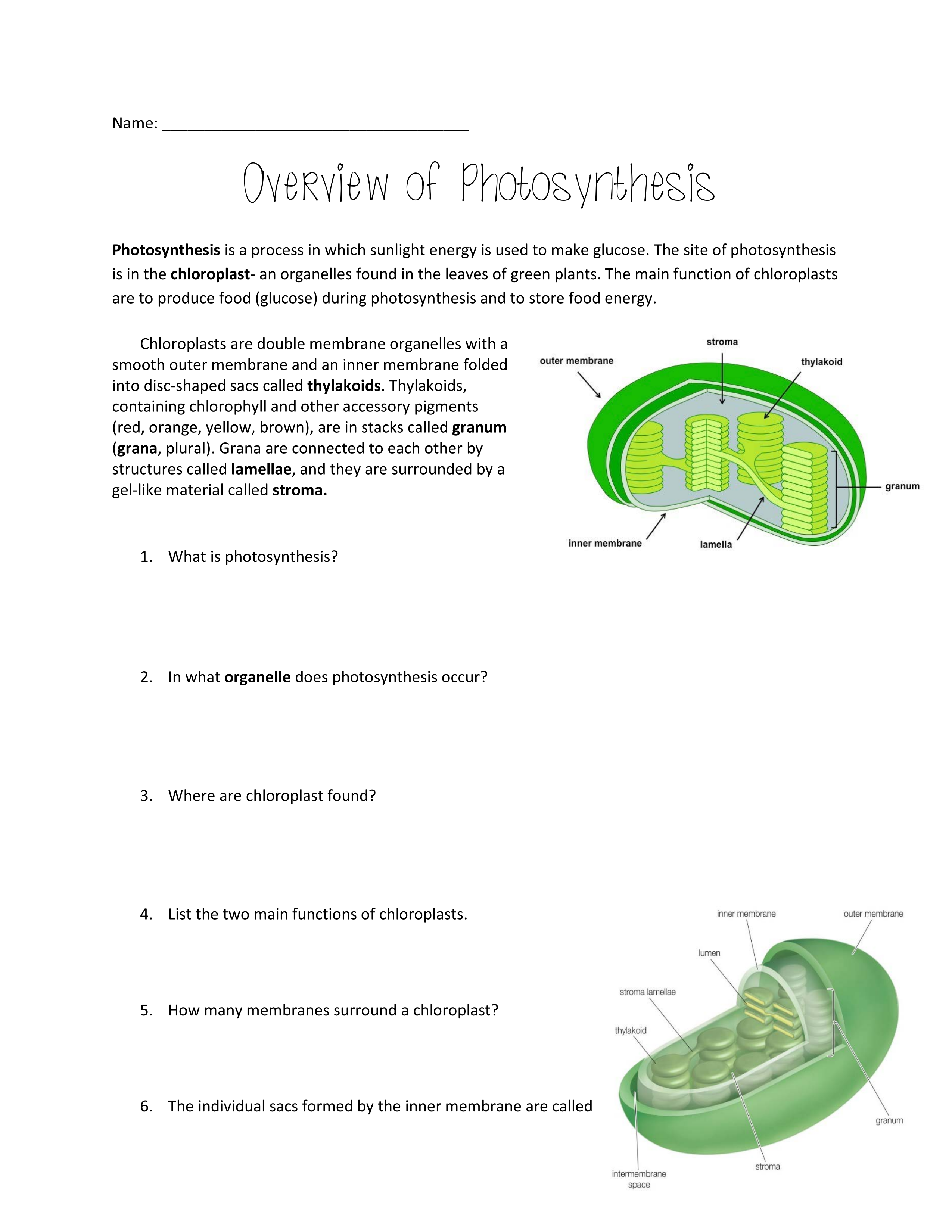 Overview of Photosynthesis - Katelyn Owens | Library | Formative