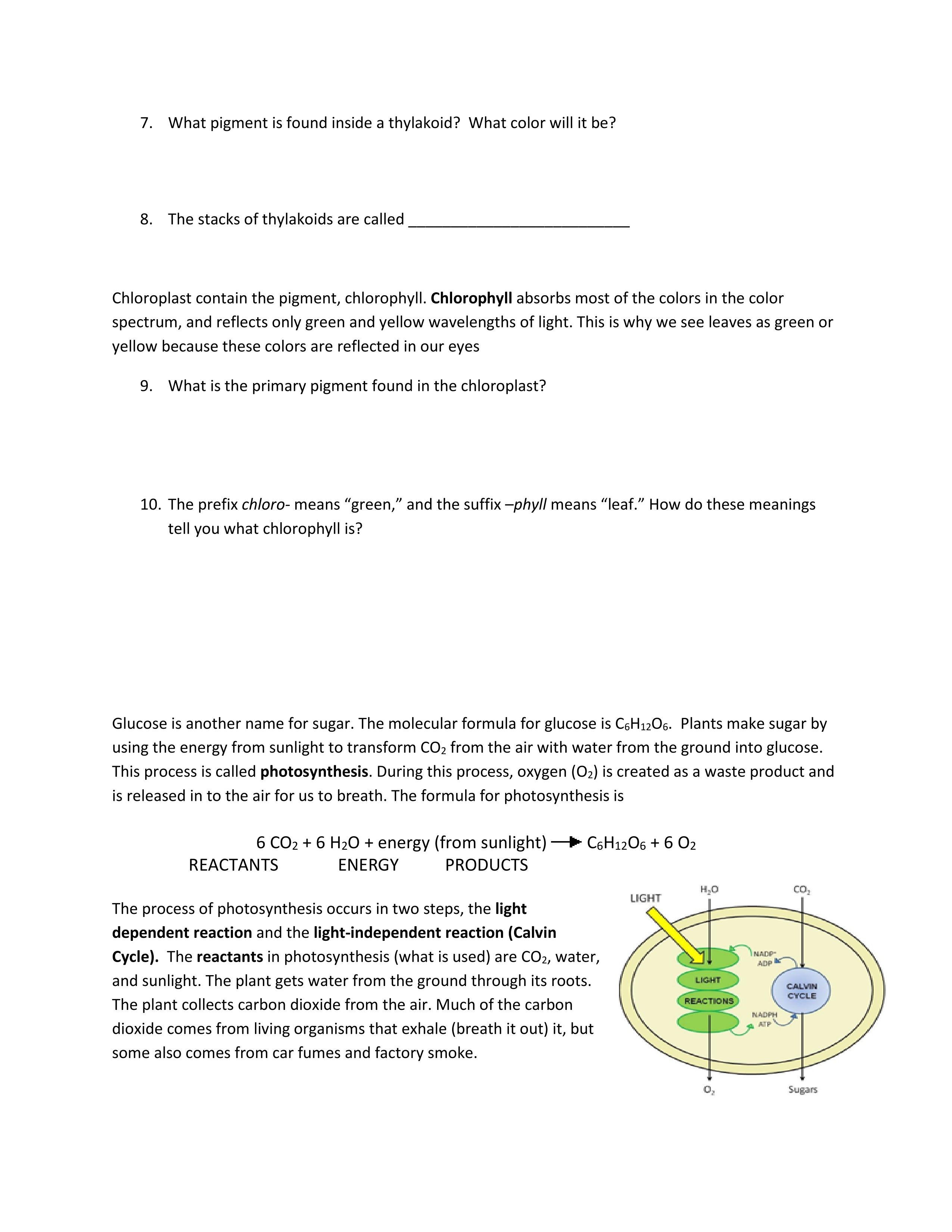 Overview of Photosynthesis - Katelyn Owens | Library | Formative
