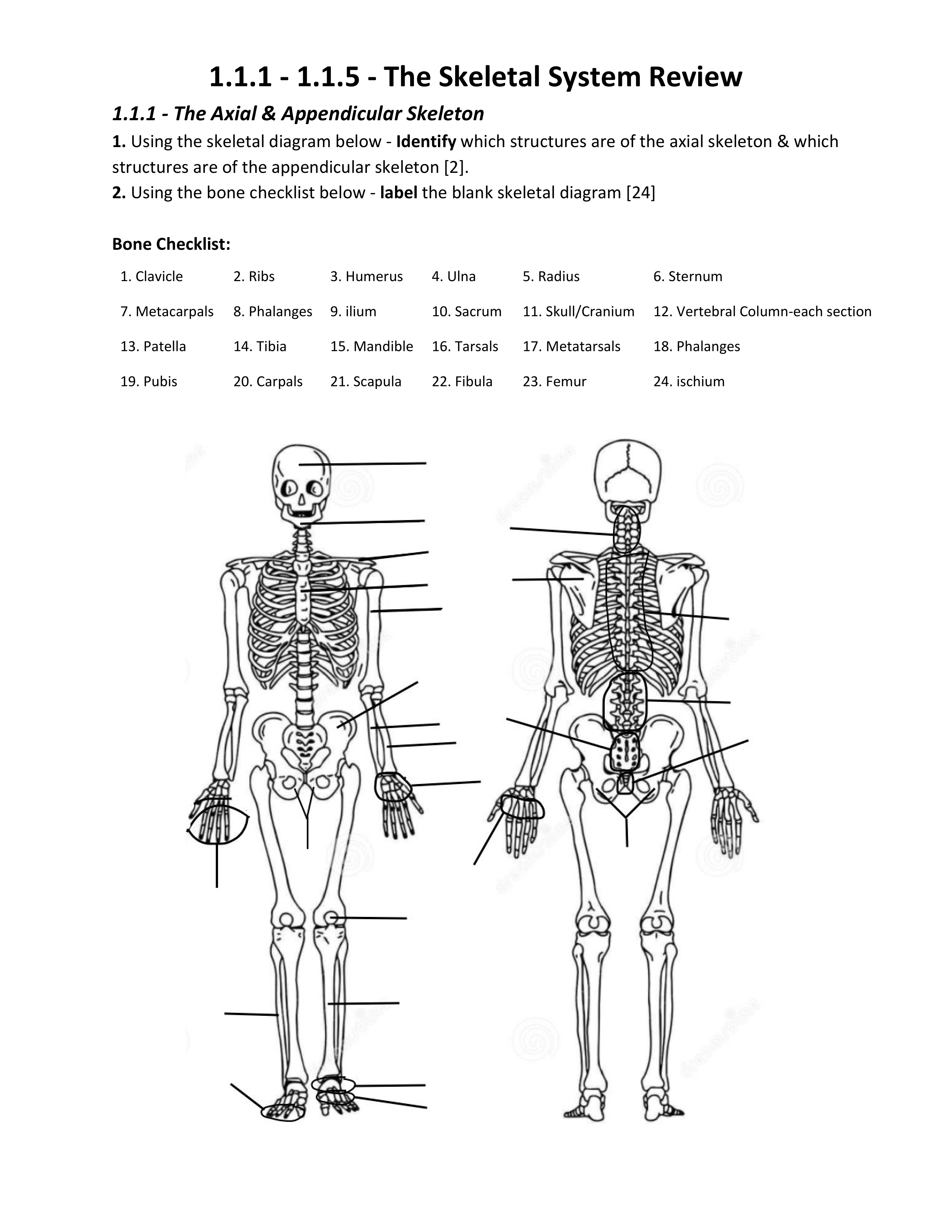 1 1 1 1 1 5 The Skeletal System Review Eli Prochnau Library 1 1 1 1 1 5 The Skeletal System Review Eli Prochnau Library