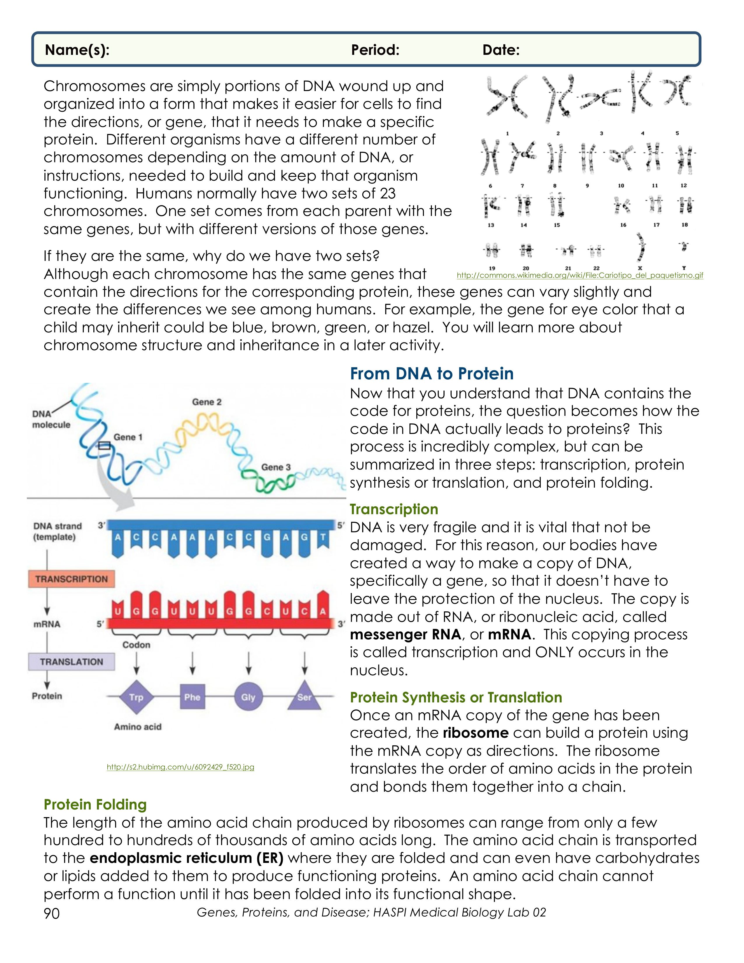 Gene to Protein Reading - Katelyn Owens | Library | Formative
