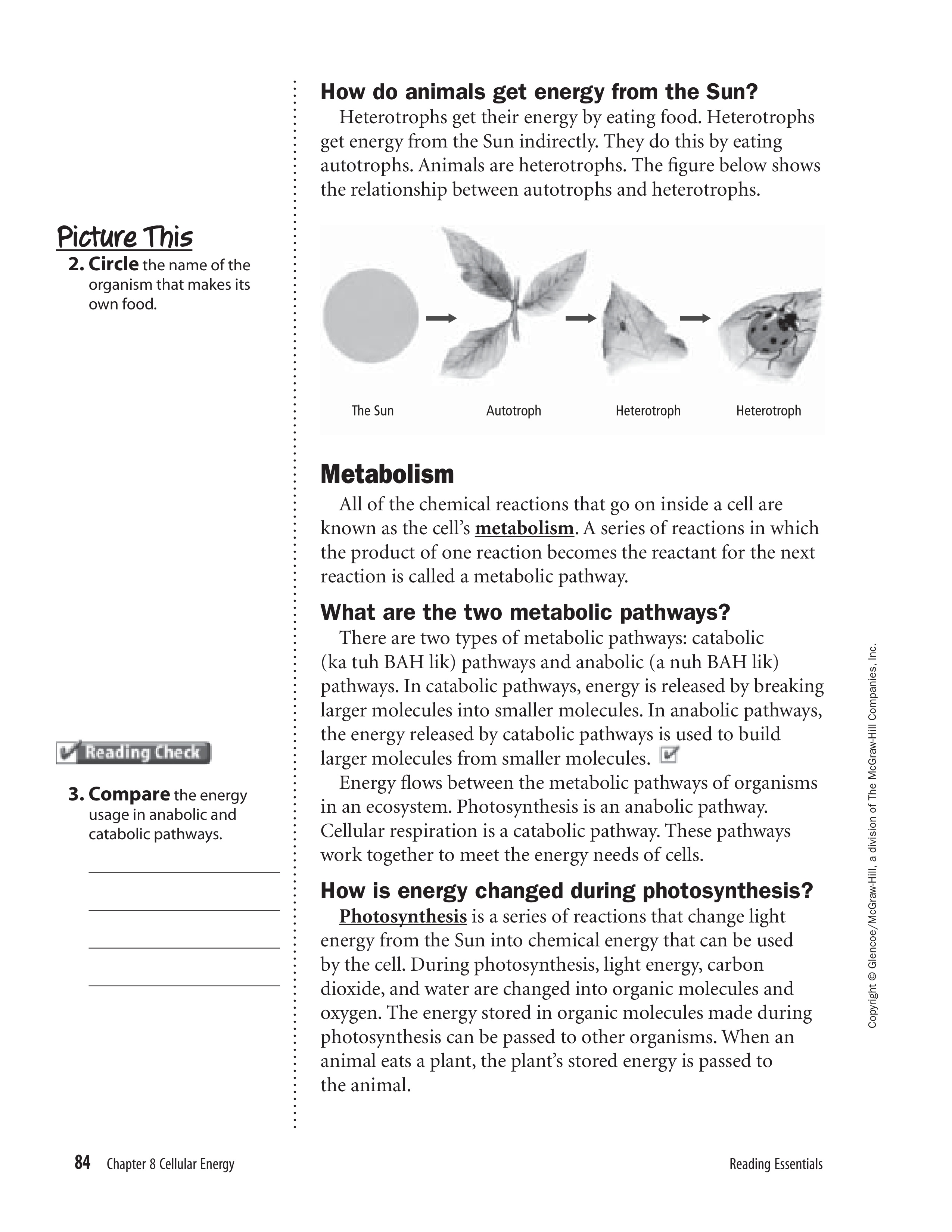 How Organisms Obtain Energy - Katelyn Owens | Library | Formative