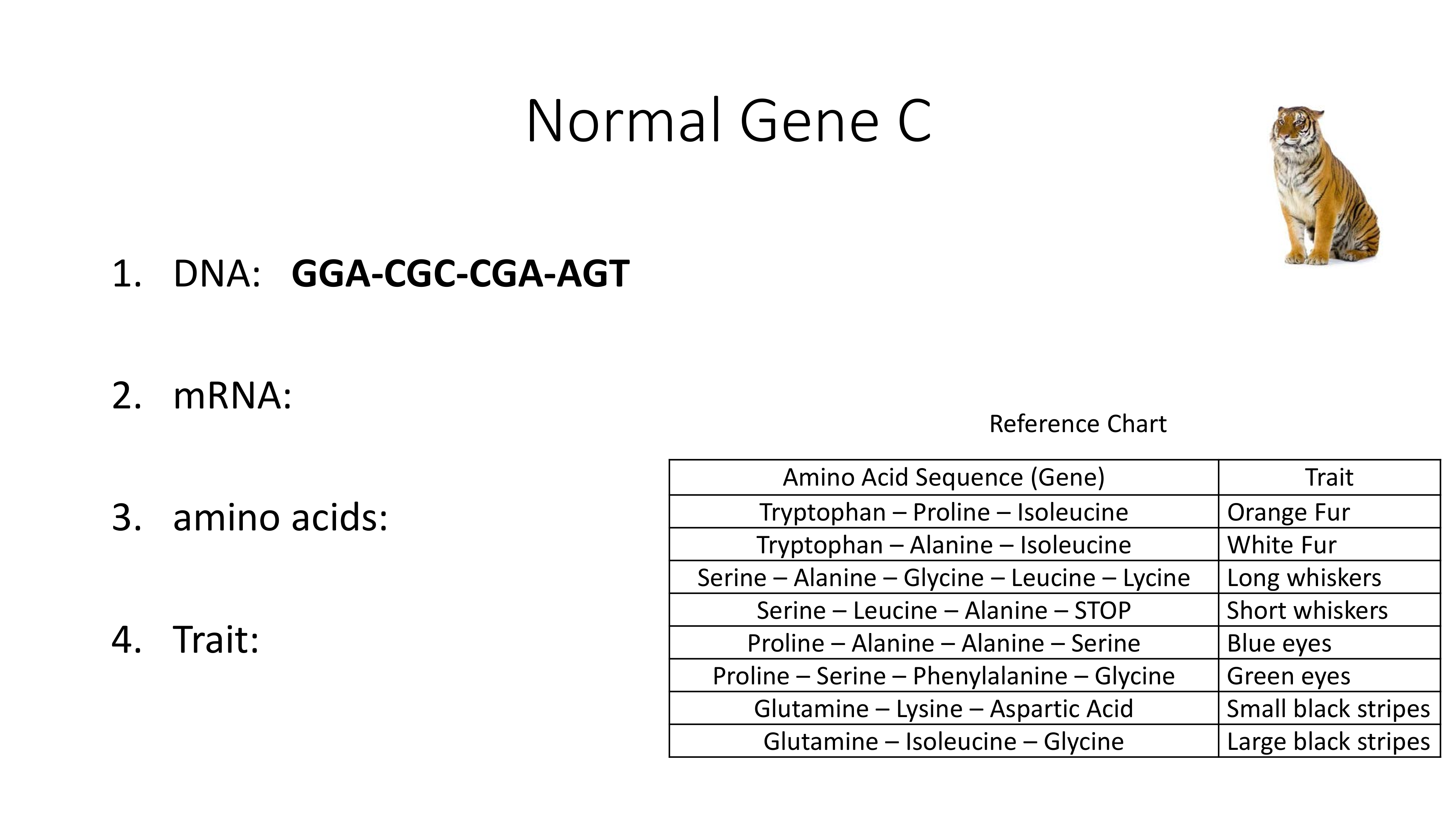 How to Build a Tiger - Katelyn Owens | Library | Formative