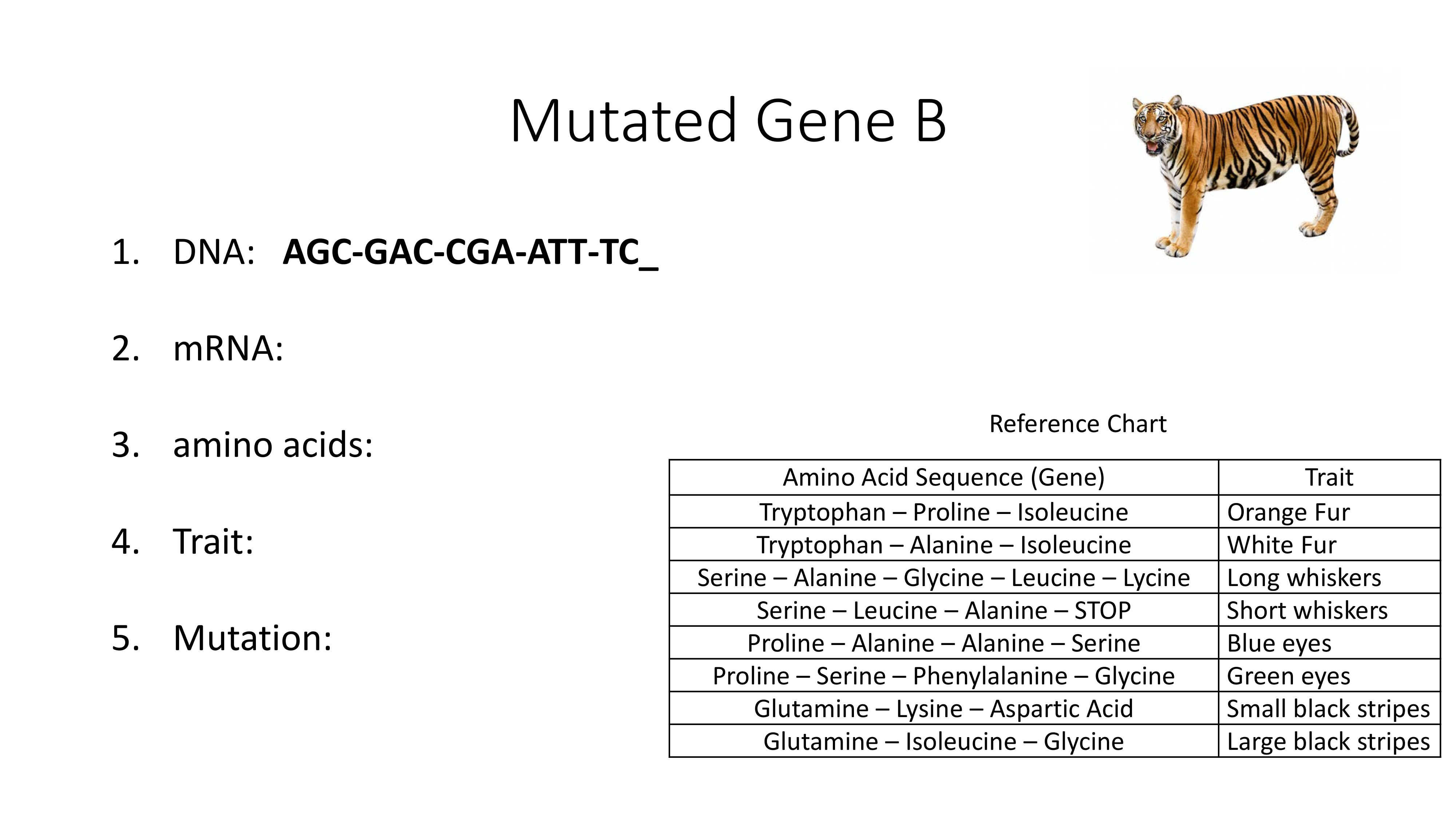 How to Build a Tiger - Katelyn Owens | Library | Formative