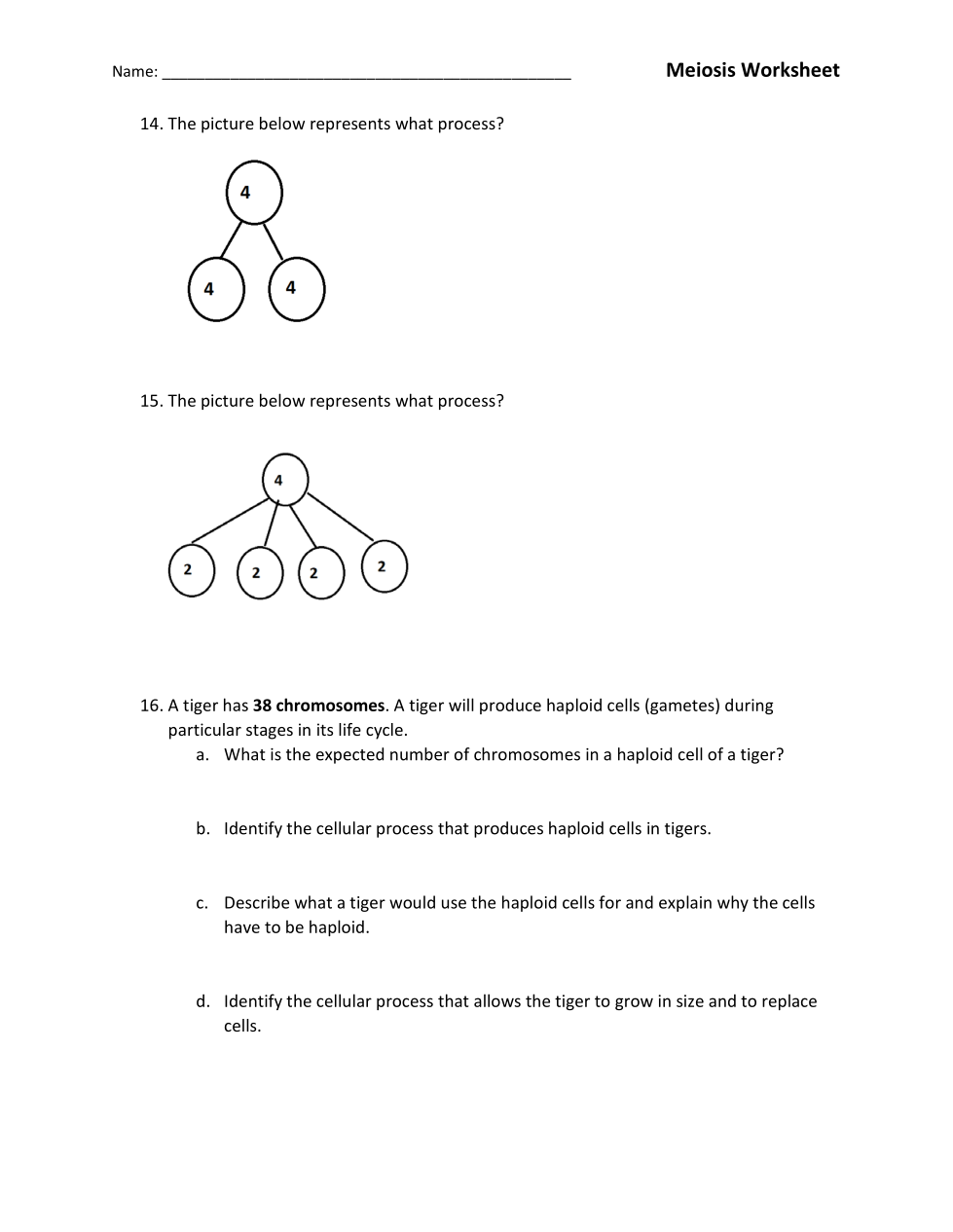 Meiosis Worksheet - Katelyn Owens | Library | Formative