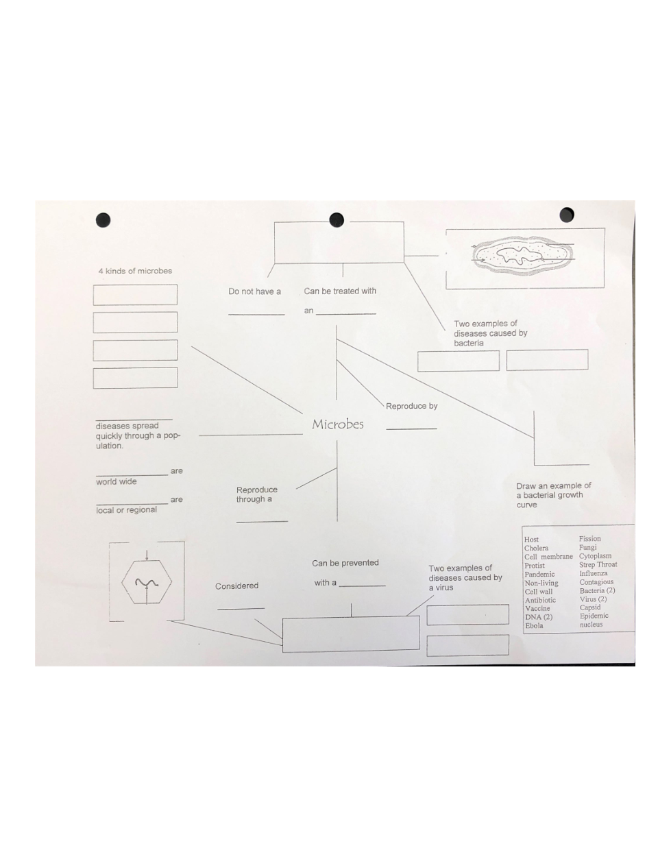 Microbiology Graphic Organizer - Barbara Washing | Library | Formative