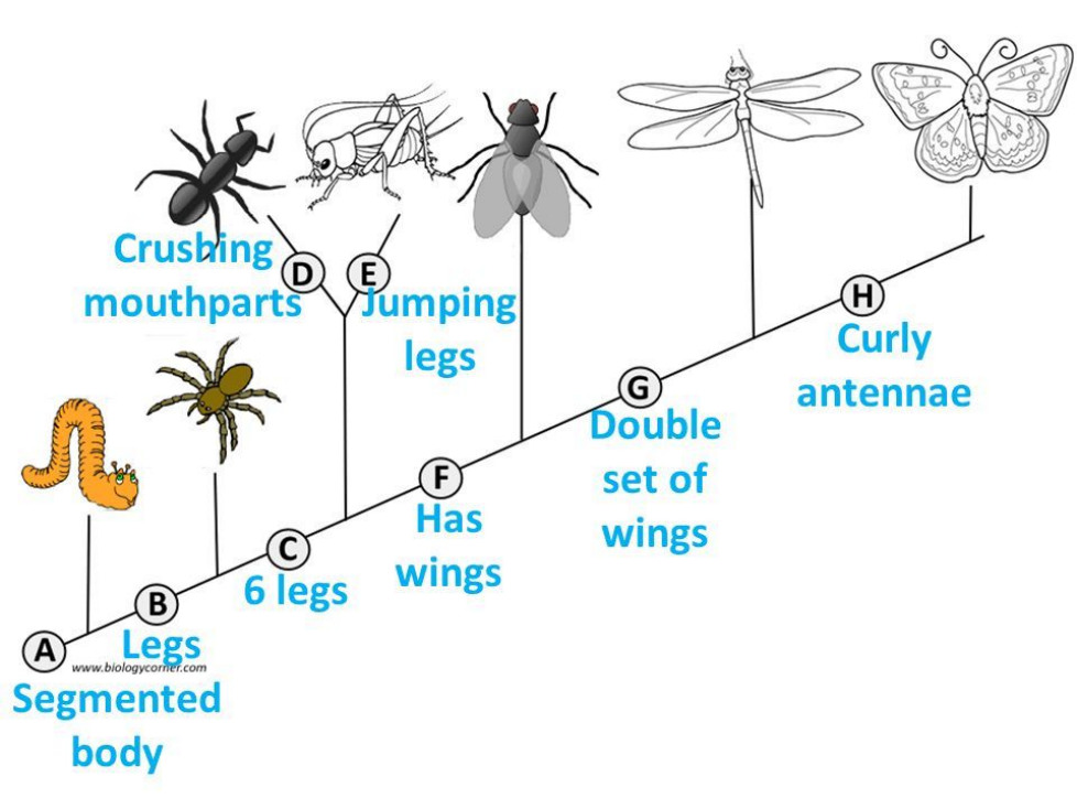 Cladogram Practice - Katelyn Owens | Library | Formative