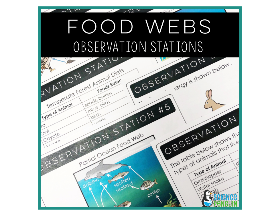 Food Webs Observation Stations - Shauna Hall | Library | Formative