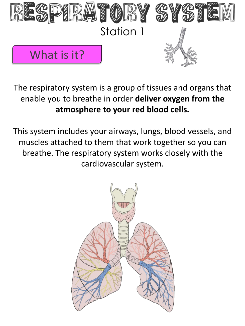 7th Grade Respiratory System - Jennifer Istre | Library | Formative