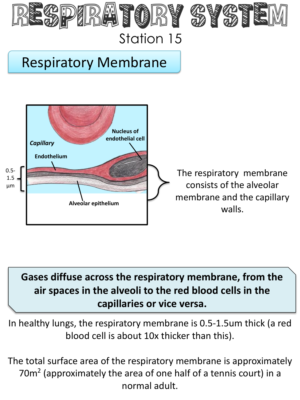 7th Grade Respiratory System - Jennifer Istre | Library | Formative