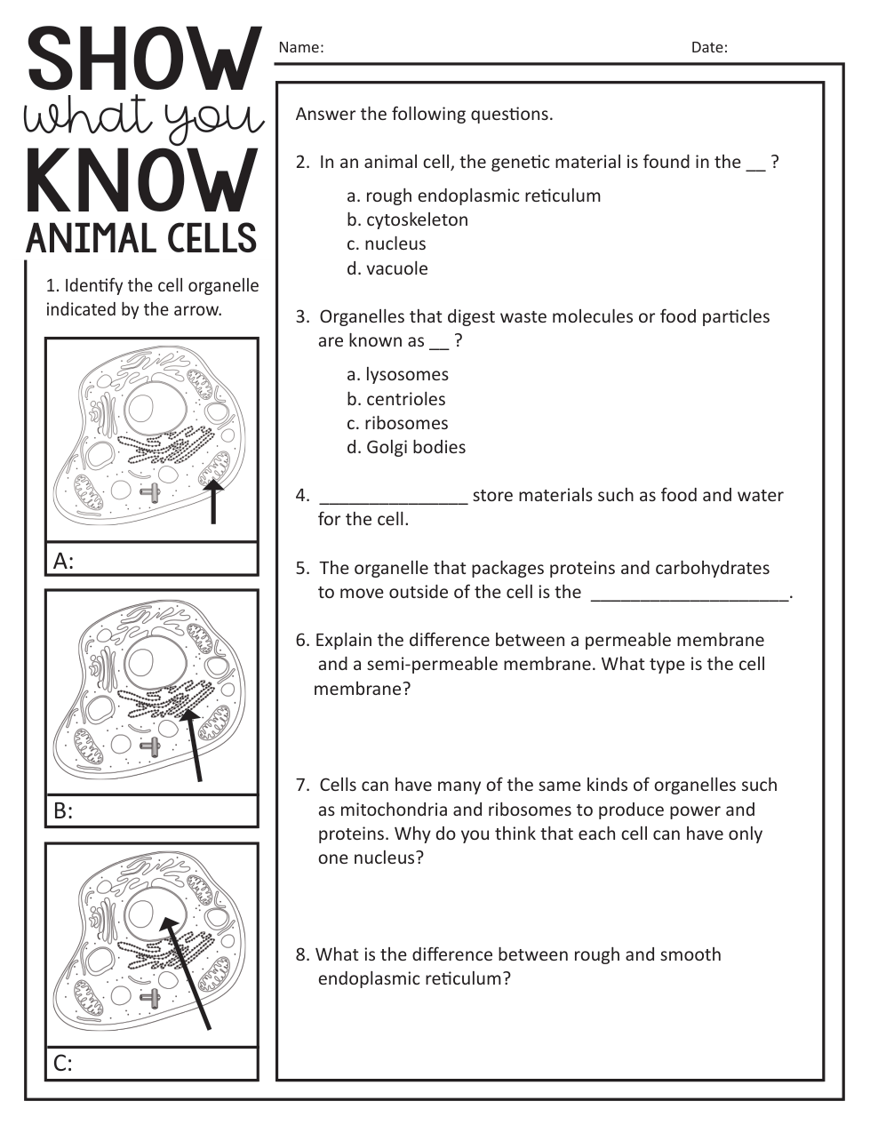 Animal Cell Quiz - C Ault | Library | Formative