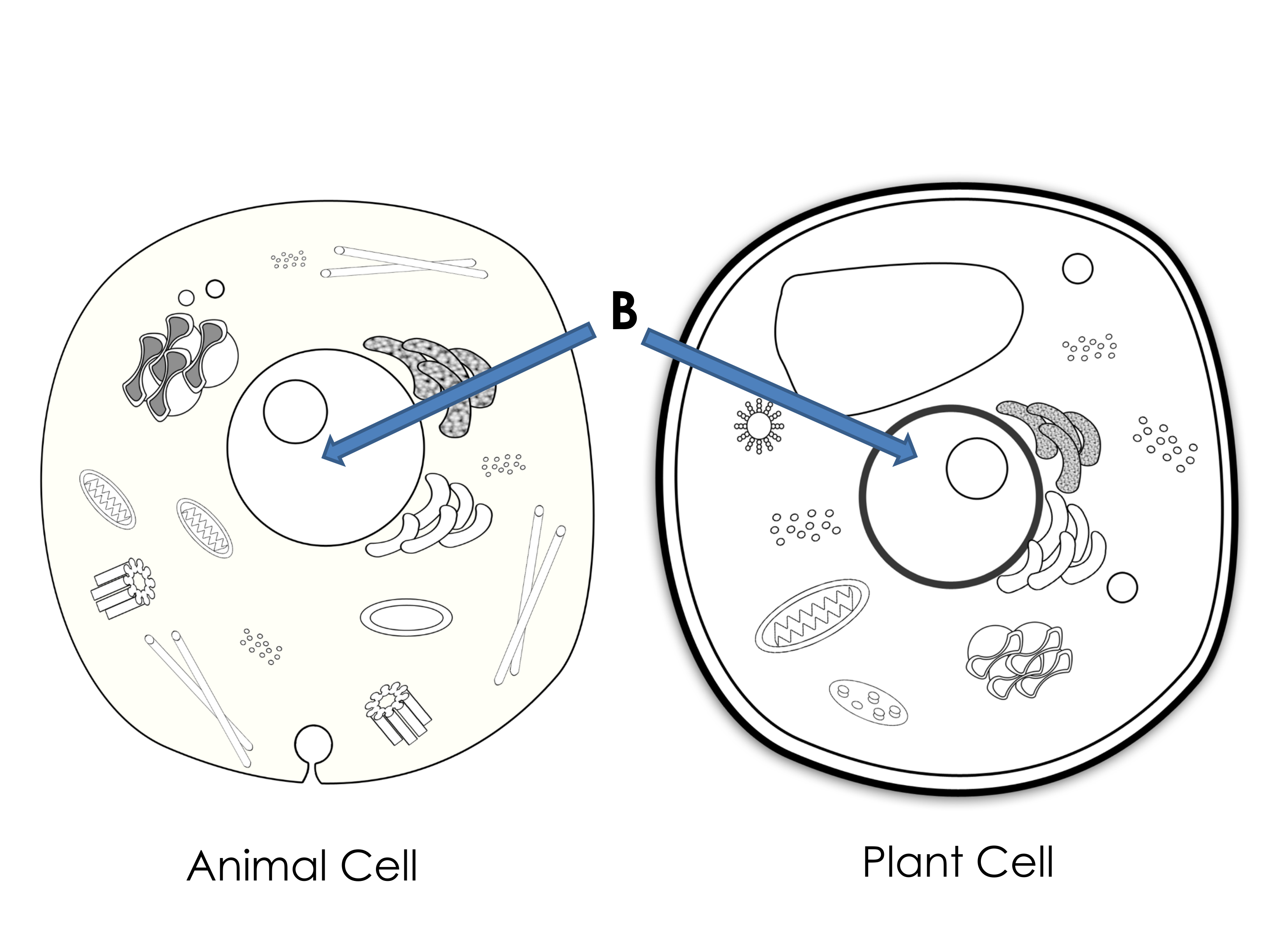 Prokaryotic VS Eukaryotic Cells - Sierra Horton | Library | Formative