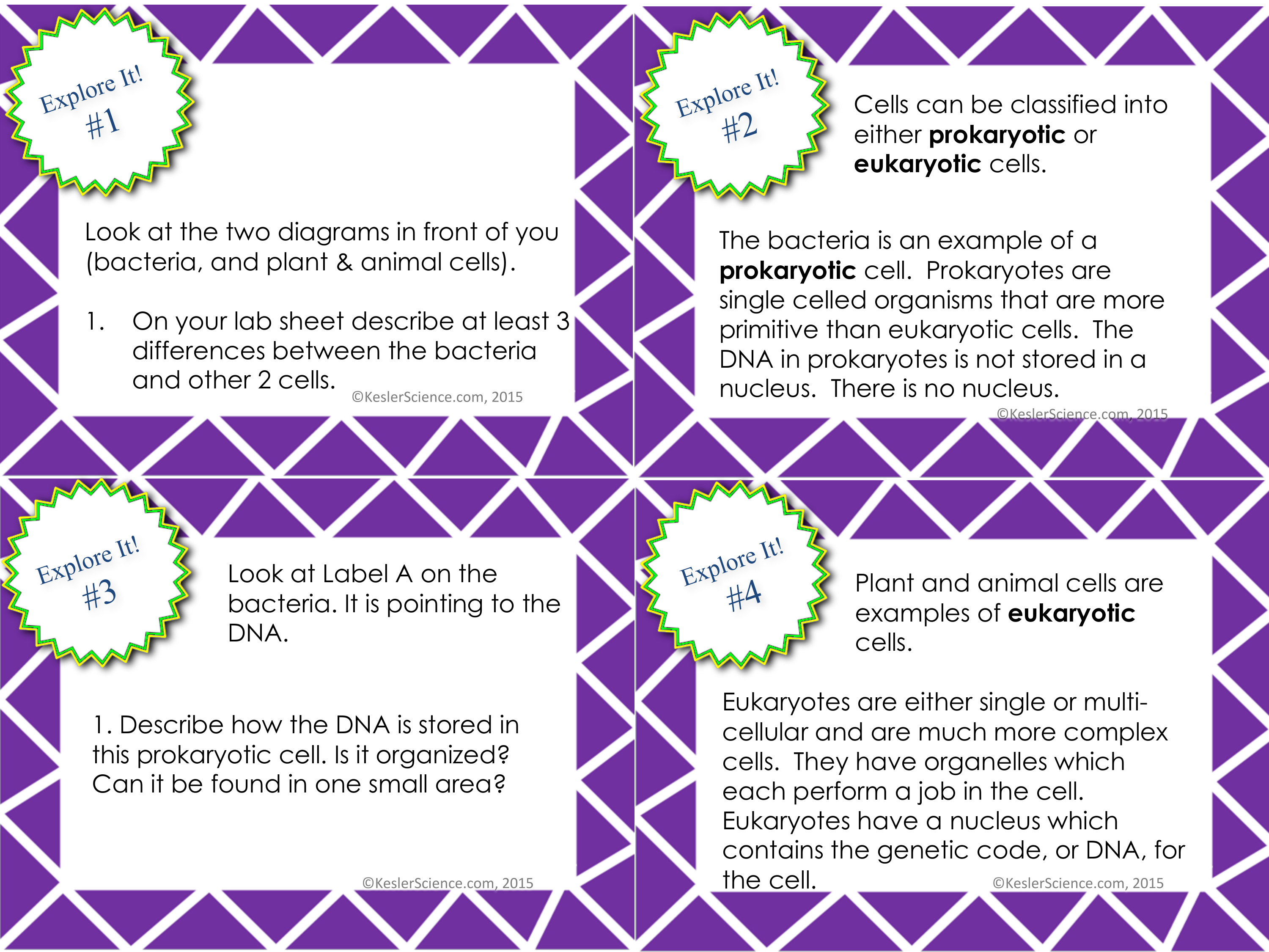 Prokaryotic VS Eukaryotic Cells - Sierra Horton | Library | Formative